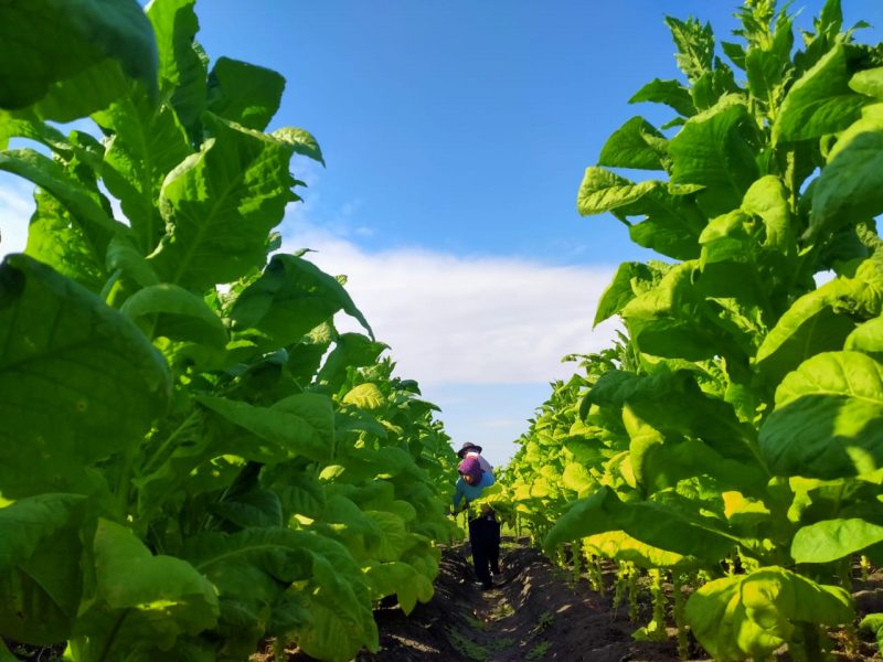 Harga Tembakau Rajang kering Petani Bojonegoro Alami Kenaikan ...