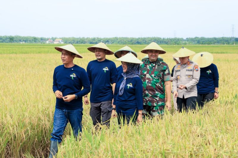 Panen Raya Padi Varietas Gamagora 7, Setyo Wahono Targetkan Bojonegoro ...